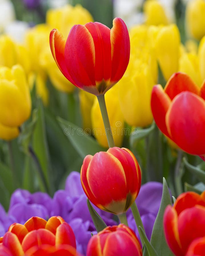 Tulip. Beautiful Bouquet of Tulips. Colorful Tulips. Tulips in Spring ...