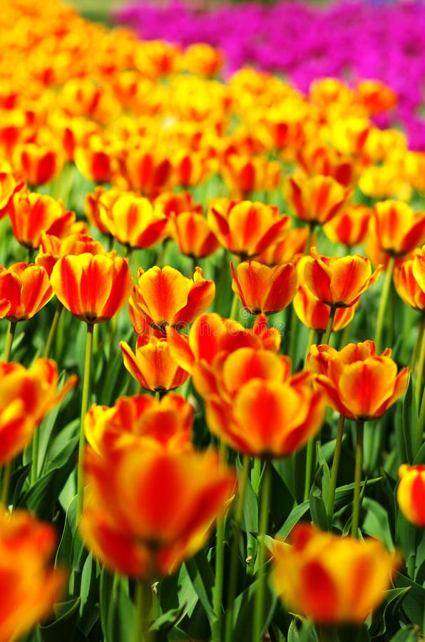 Life in full bloom stock photo. Image of botany, natural - 130508590