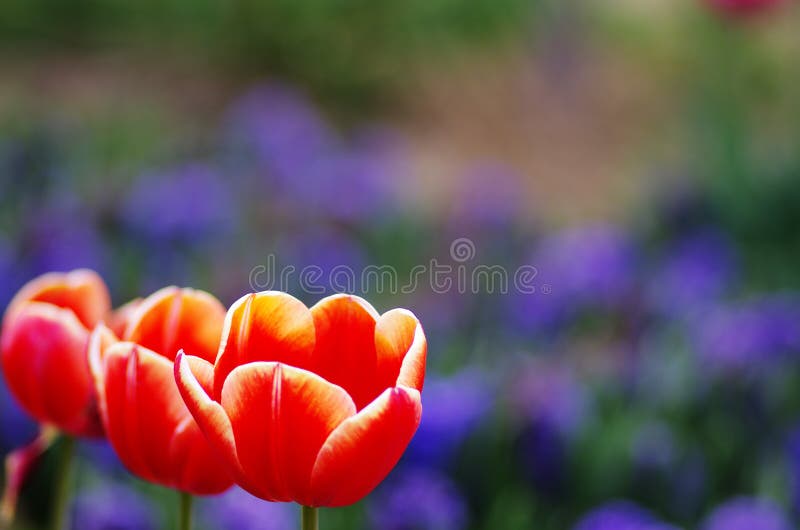 Life in full bloom stock image. Image of beautiful, colorful - 130509857