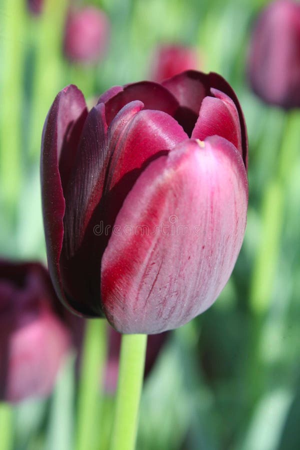 Tulip stock photo. Image of tulip, field, flowers, farming - 84387878