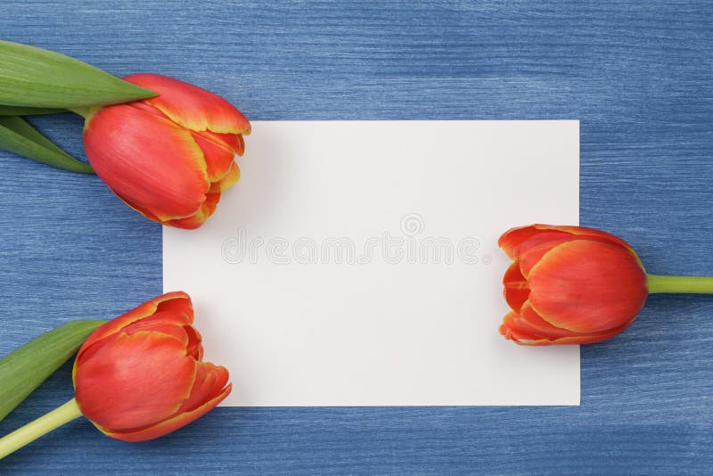 Tulip with Blank Paper Note Stock Photo - Image of life, paper: 35757020