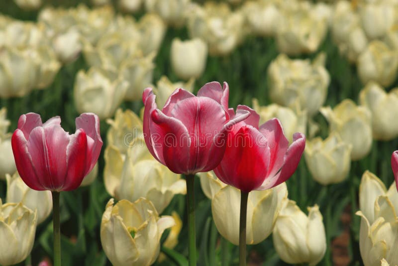 Tulip stock photo. Image of nature, flowers, bloom, leaf - 39778142