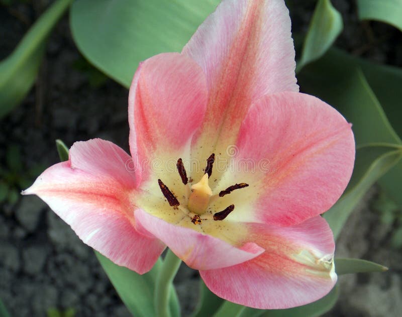 Tulip stock image. Image of pollen, macro, pollination - 30703757