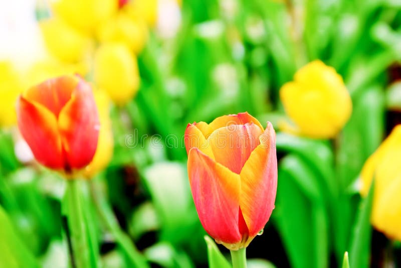 Tulip bloosom stock photo. Image of tulip, blossom, natural - 38302798
