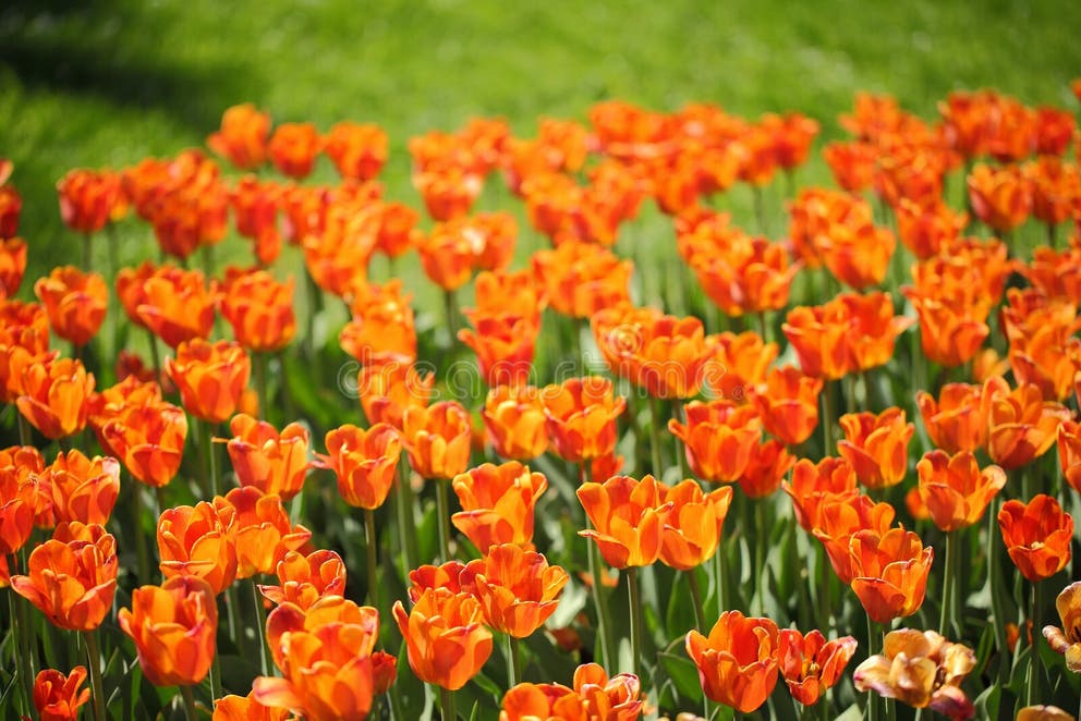 Photo of Beautiful Spring Flower. Tulip Stock Photo - Image of green ...