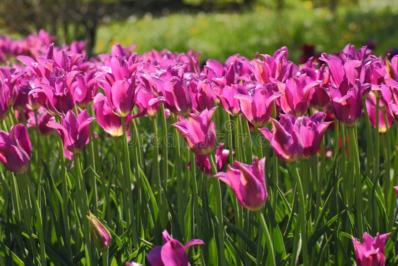 Photo of Beautiful Spring Flower. Tulip Stock Image - Image of ...