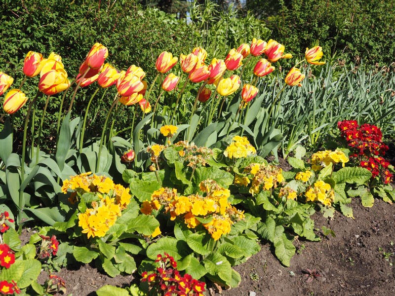 Tulip border stock photo. Image of flowerbed, multicolor - 112993444
