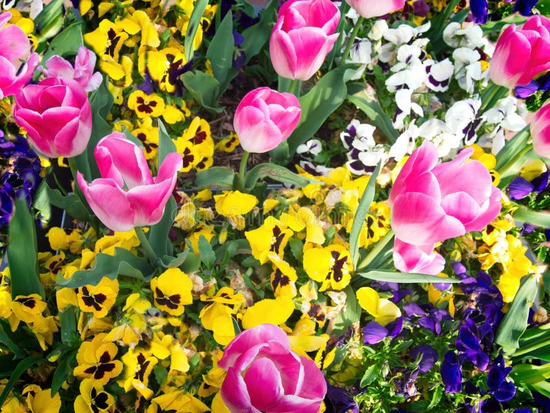 Tulip border stock image. Image of patch, spring, flower - 31194893