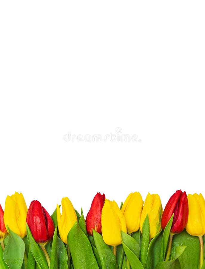 Tulip Bottom Border Stock Photos - Free & Royalty-Free Stock Photos ...