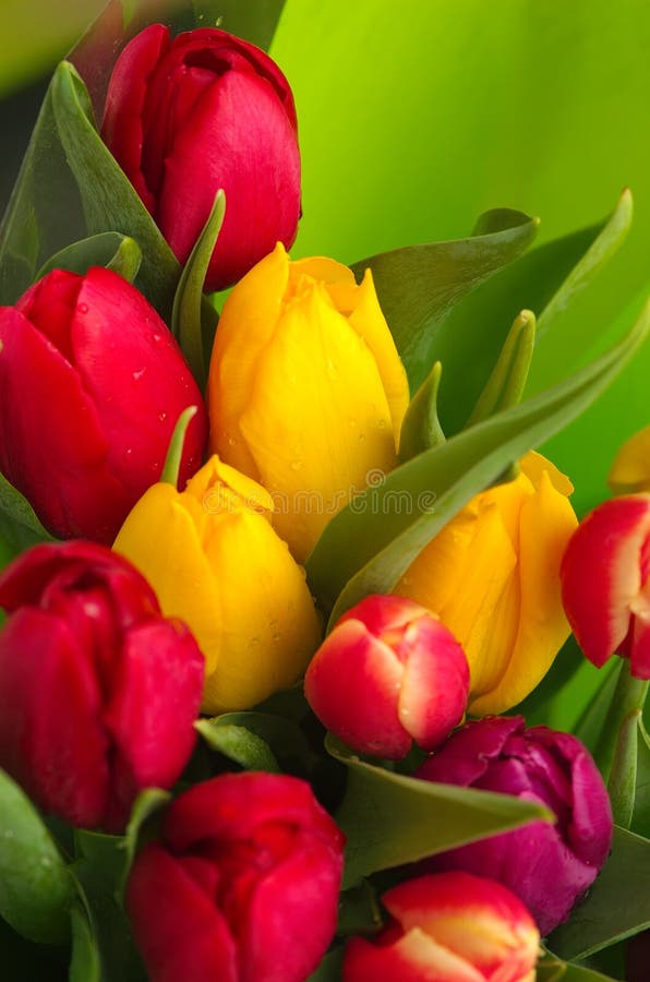 Tulip Bouquet stock image. Image of flower, mixed, gift - 118399