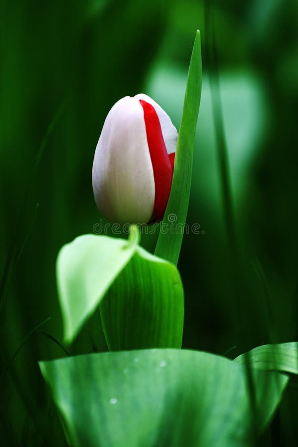 Tulip in bud stock image. Image of dream, beijing, hope - 13832819