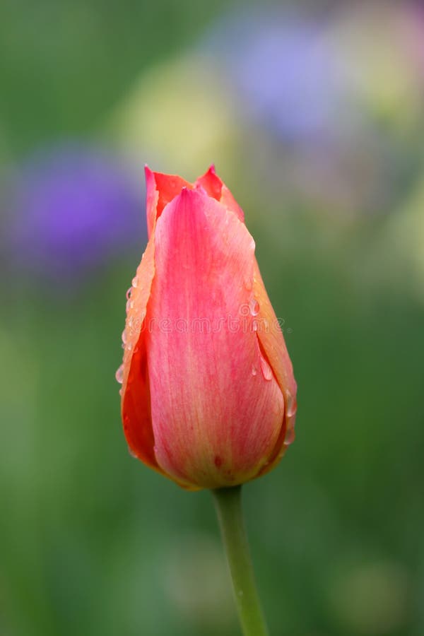 Tulip bud stock image. Image of pink, tulip, petal, flower - 14371913
