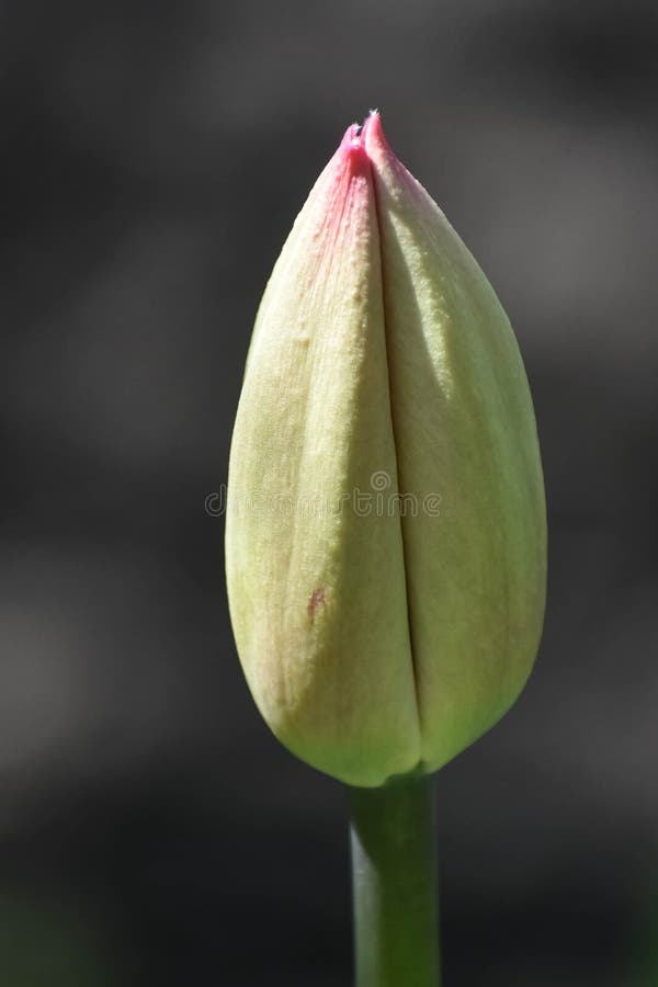 Tulip Bud with Pink at the Tip Stock Image - Image of growth, pink ...