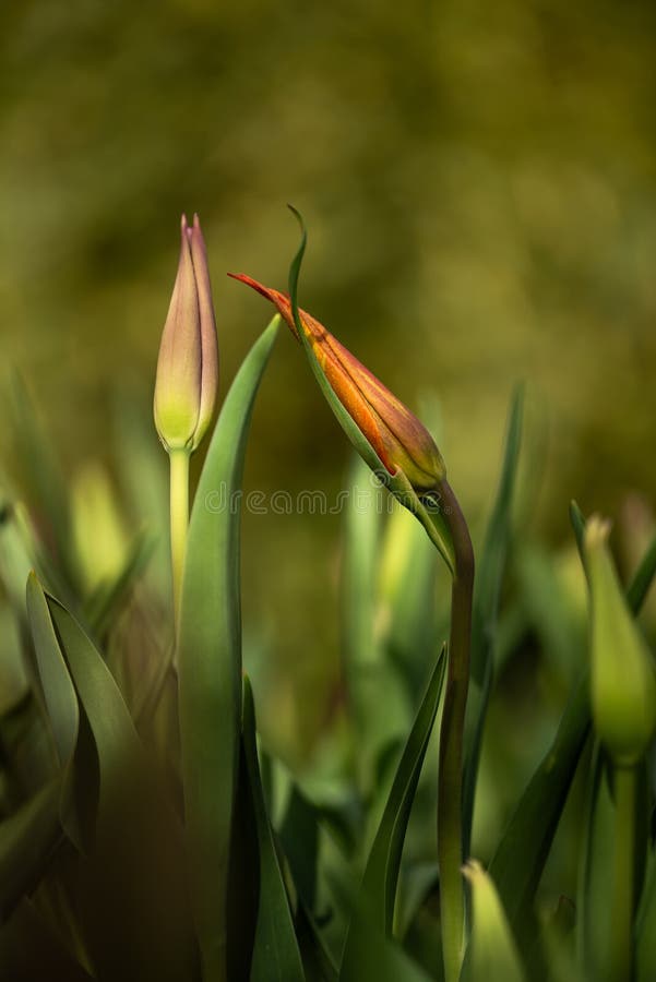 Beautiful Tulips in Atmospheric Light, in a Spring Garden, Background ...
