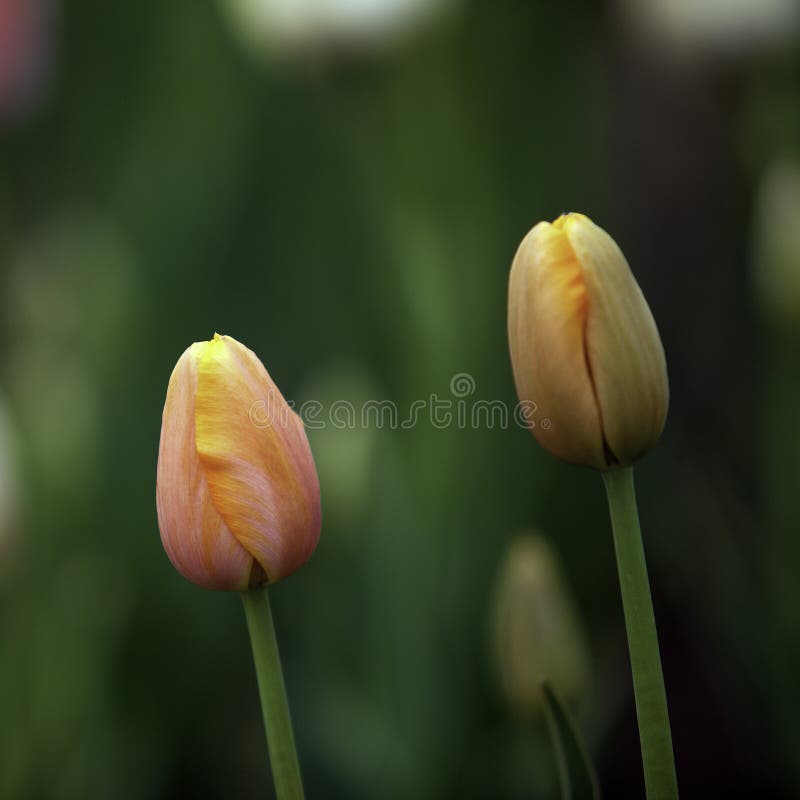 Tulip Buds with Pink at the Tip Stock Photo - Image of pink, growth ...