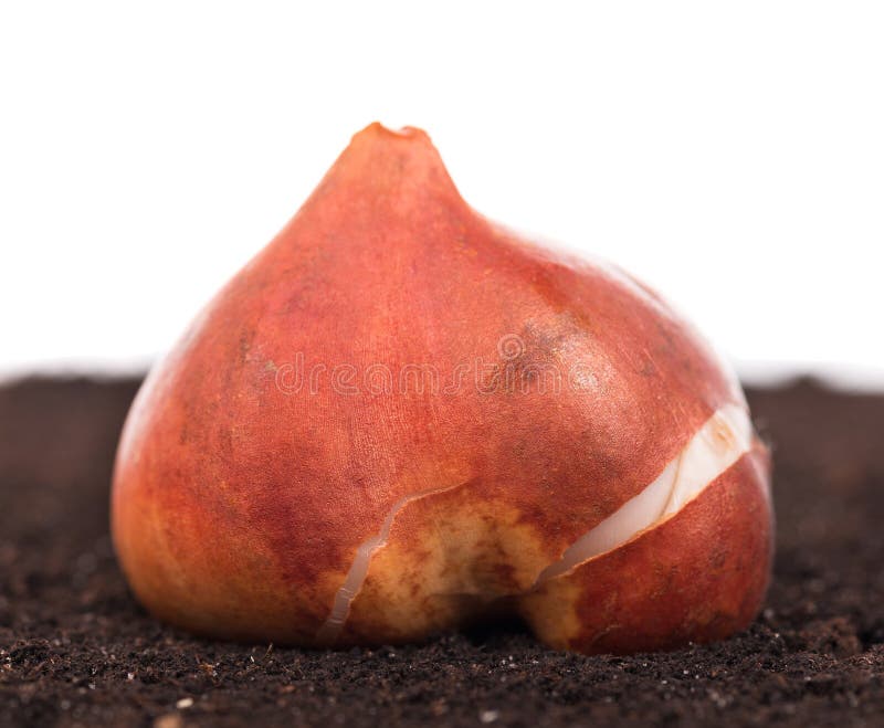 Sunflower Seed Germination Different Stages Stock Image - Image of ...