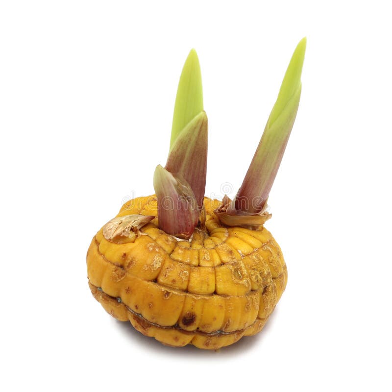 Pink Dwarf Tulip with Flower and Roots Isolated on White Stock Image ...