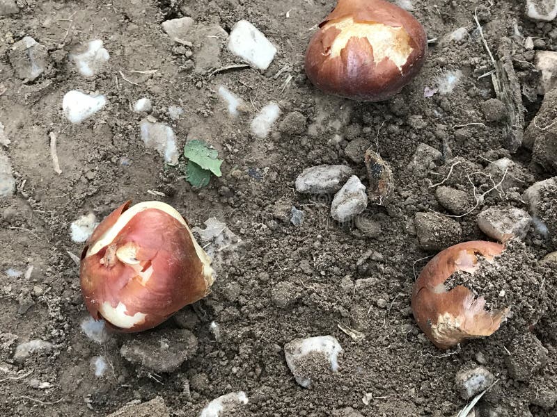 Tulip seeds for plant stock image. Image of root, tulip - 18657213