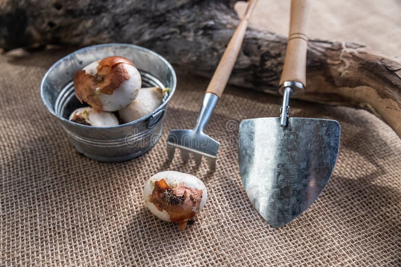 Tulip Bulbs Ready Planting Garden Tools Rake Shovel Stock Photos - Free ...