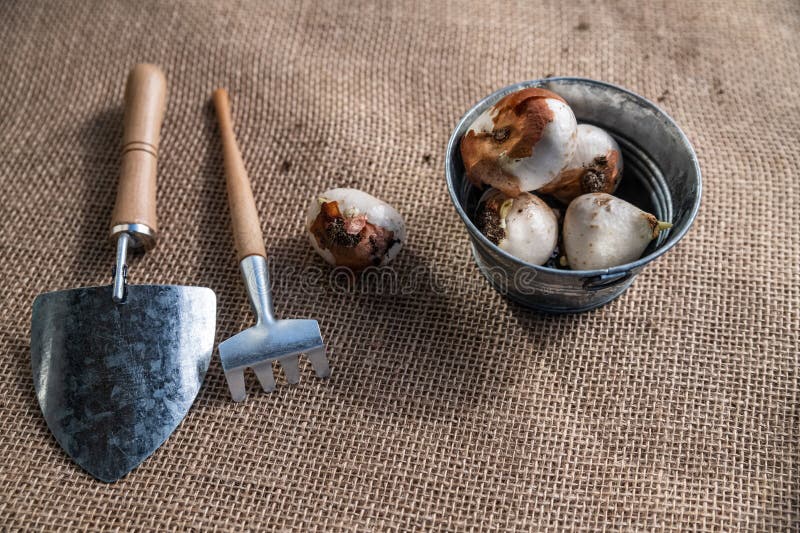 Tulip Bulbs Ready Planting Rake Spade Burlap Close Up Stock Photos ...