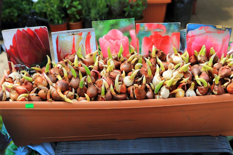 Tulip bulbs stock image. Image of harvesting, root, brown - 40214415