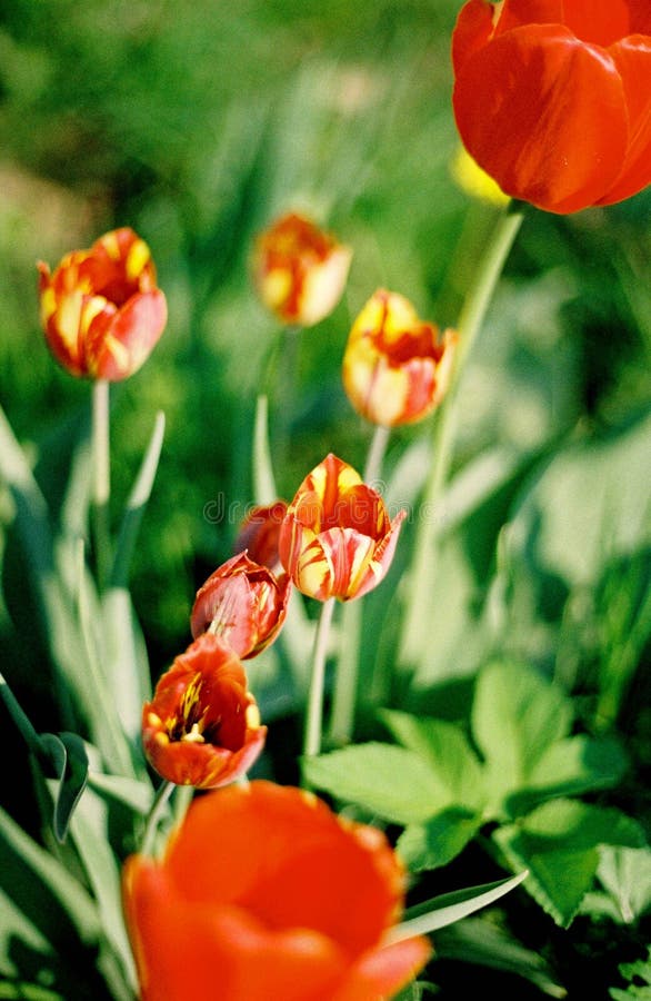 Tulip. Bush of Yellow Spring Flowers Mimosa Isolated on Yellow ...