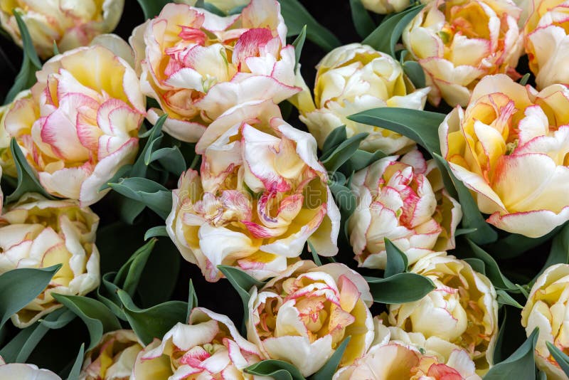 Tulip Called 20-TT-07-03. Double Early Group Stock Photo - Image of ...