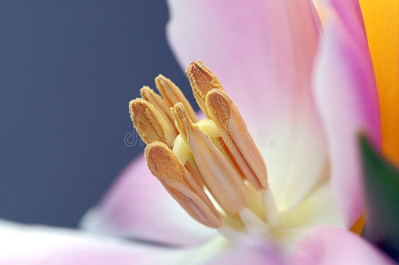 Tulip Center stock image. Image of filament, yellow, anther - 8554243