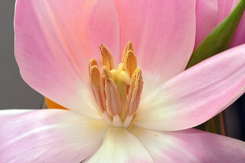 Tulip Center stock photo. Image of stigma, white, stamen - 8554312