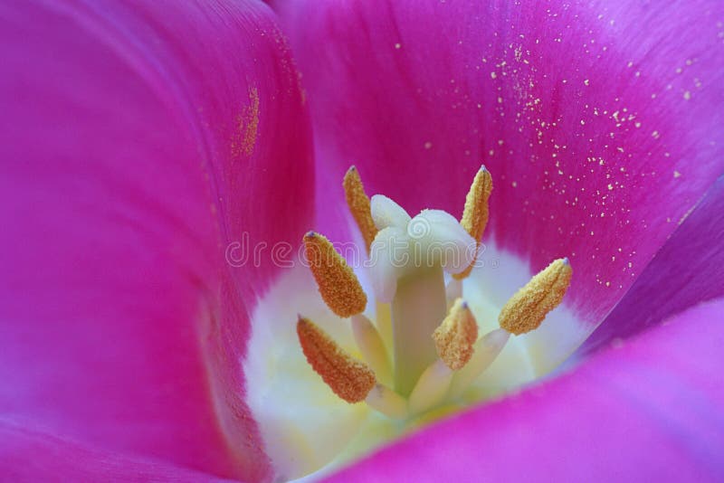 Tulip Center Side View Background Stock Image - Image of purple, single ...