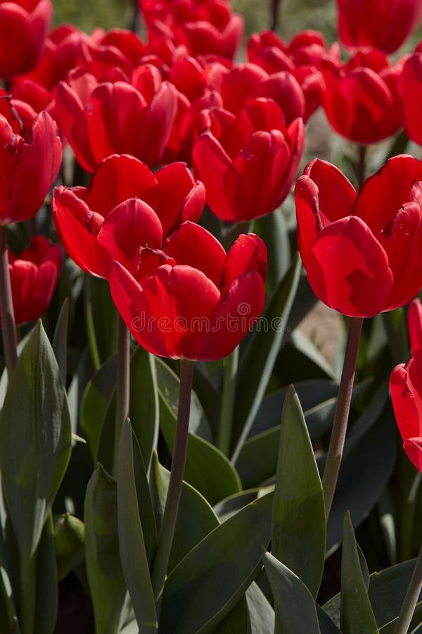 Tulip Cherry Delight, Red Flowers in Spring Sunlight Stock Photo ...