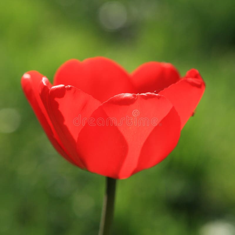 Tulip close-up stock image. Image of tulip, flower, green - 15933983