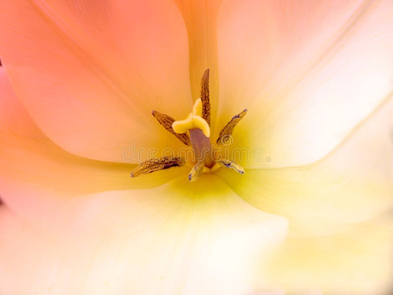 Tulip - close-up stock photo. Image of vibrant, blossom - 2294266