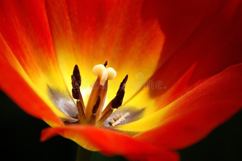 Tulip, close-up stock image. Image of color, macro, seasonal - 3311217