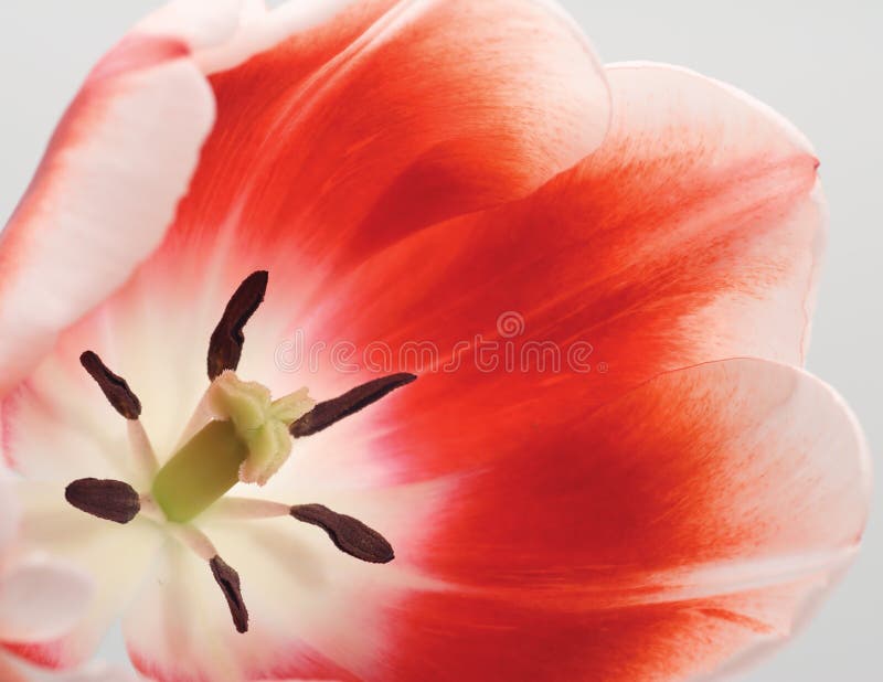 Tulip close up stock image. Image of stamen, tulip, spring - 4196247
