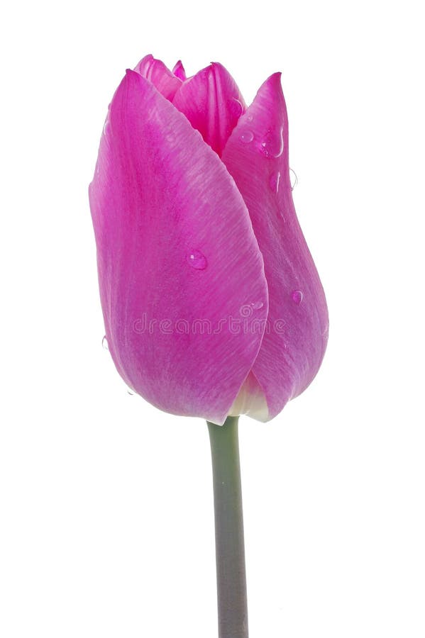 Tulip Close-up stock photo. Image of summer, bottom, drops - 6000102