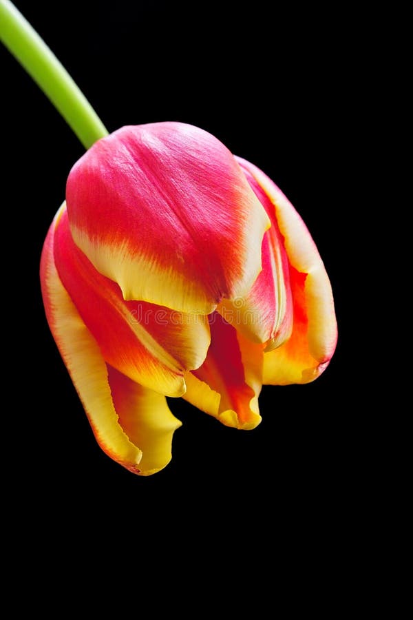 Red Tulip Close-Up stock photo. Image of crimson, center - 142014