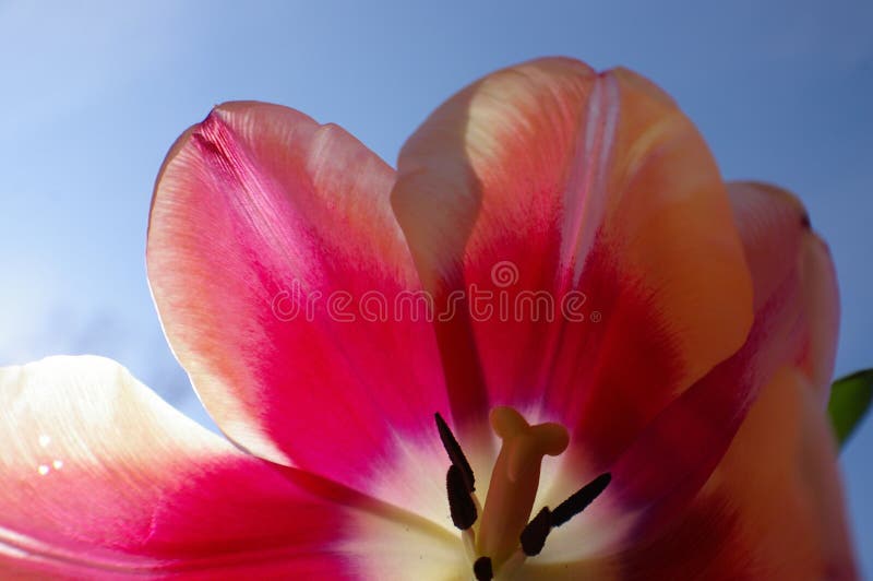 Tulip Close Up Picture. Image: 678014