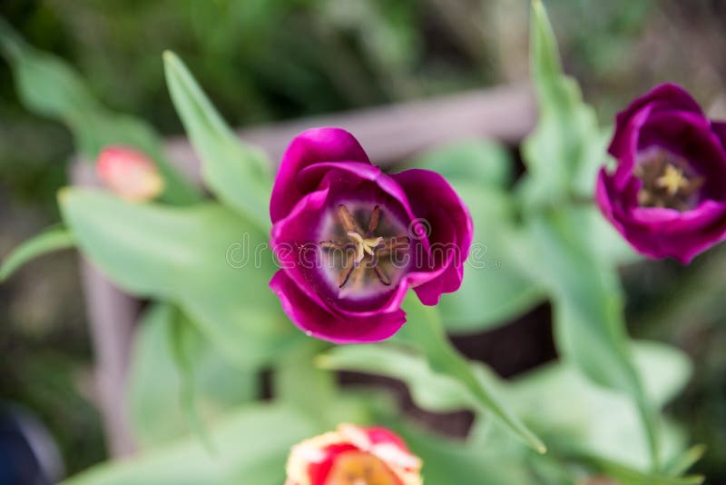 Tulip close up from above stock photo. Image of blooming - 180921144