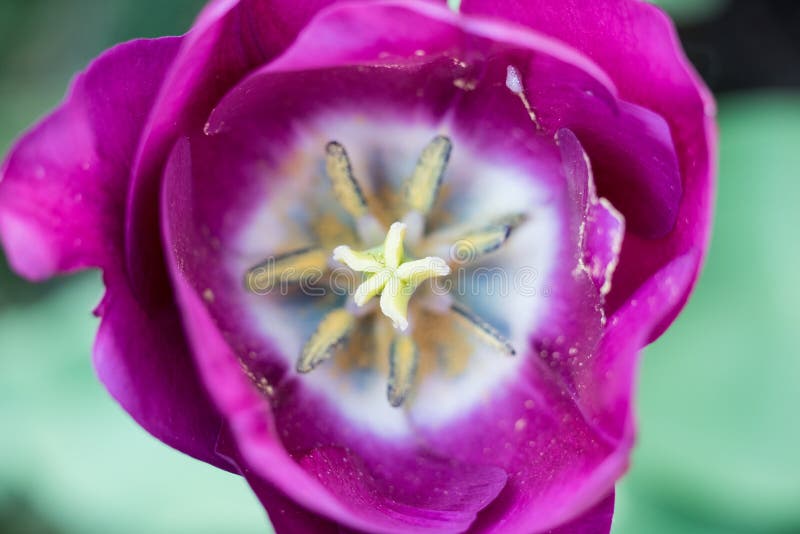 Tulip close up from above stock image. Image of leaf - 180920975