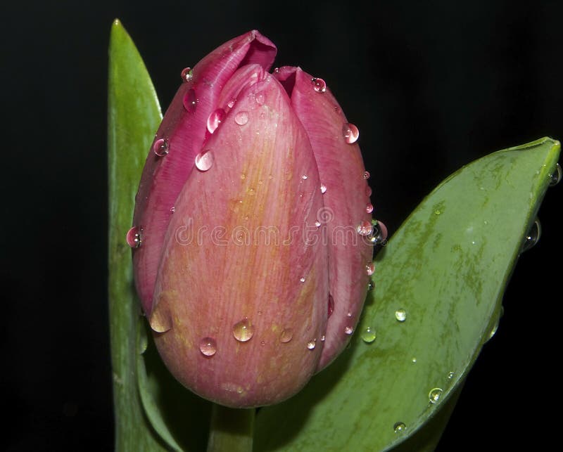 Tulip close up stock image. Image of nice, colorul, flower - 83747049