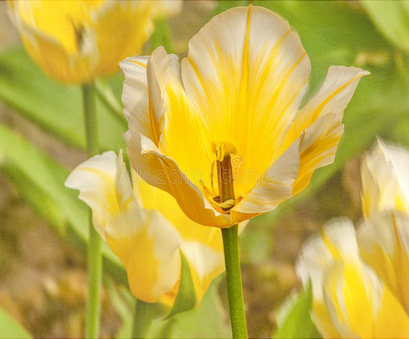 Tulip Close Up with Open Stem Stock Image - Image of colors, flower ...