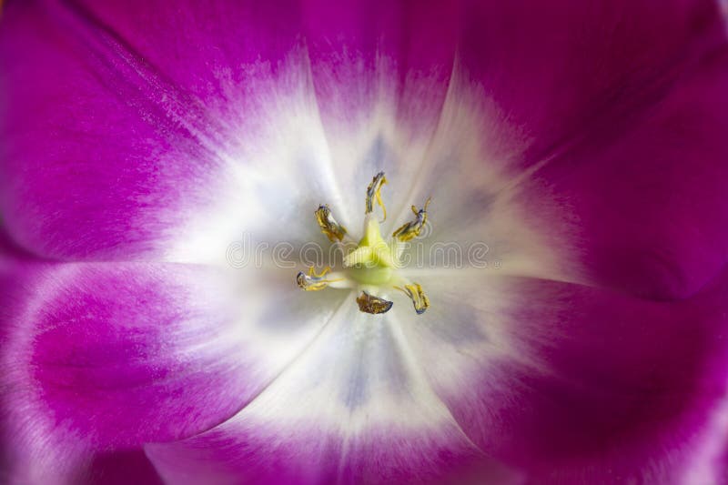 Tulip Close-up stock photo. Image of summer, bottom, drops - 6000102