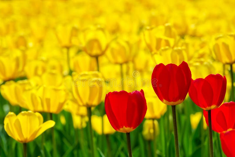Tulip stock photo. Image of tulip, petals, tulips, nature - 146358542