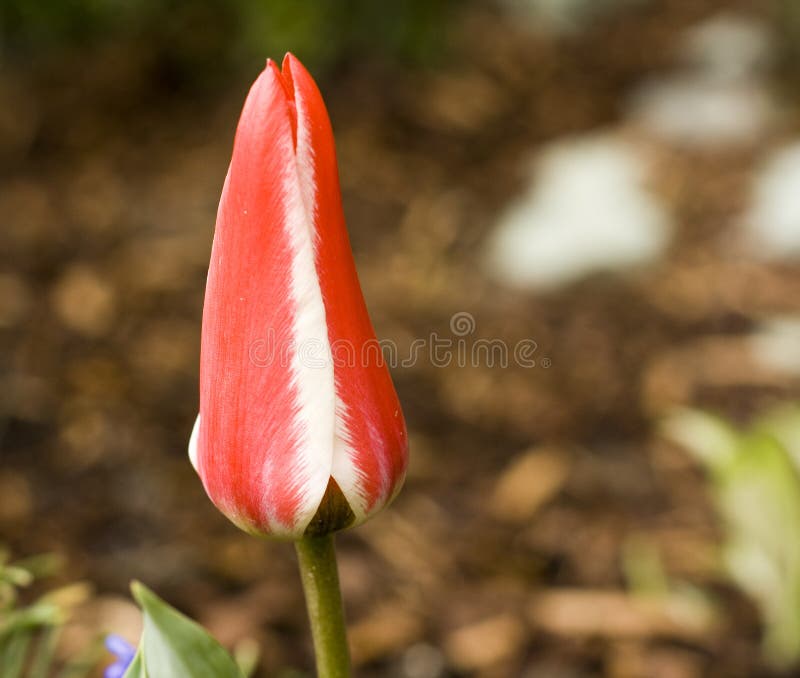 Tulip closed stock photo. Image of closeup, bulbs, plant - 40243596