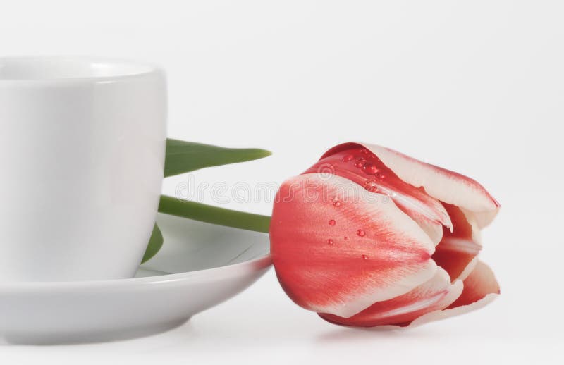 Tulip and coffee cup stock photo. Image of nature, light - 4196242