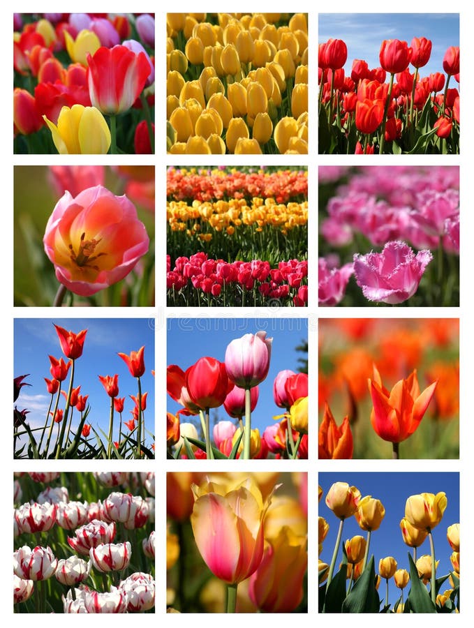 Spring collage stock photo. Image of colorful, nature - 19436782