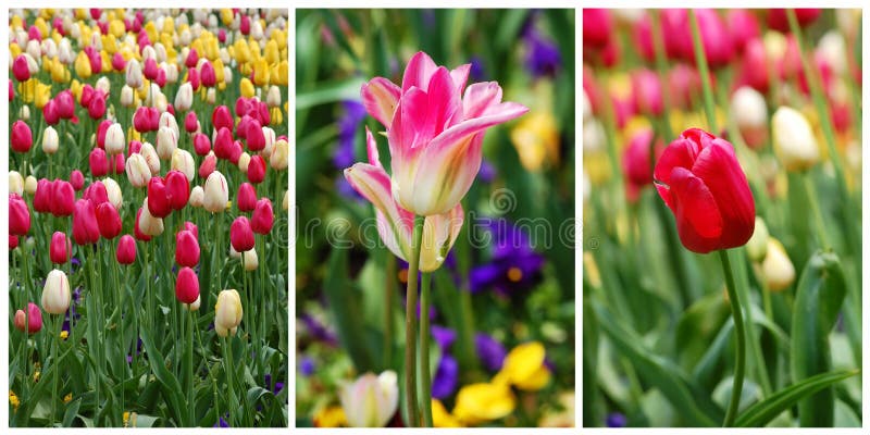 Tulip collage stock photo. Image of white, blossom, fresh - 23580726
