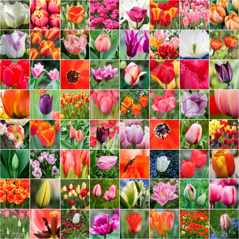 1,886 Tulip Collage Stock Photos - Free & Royalty-Free Stock Photos ...