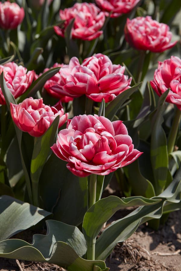 Tulip Columbus Flowers in Red and White Colors in Spring Stock Photo ...